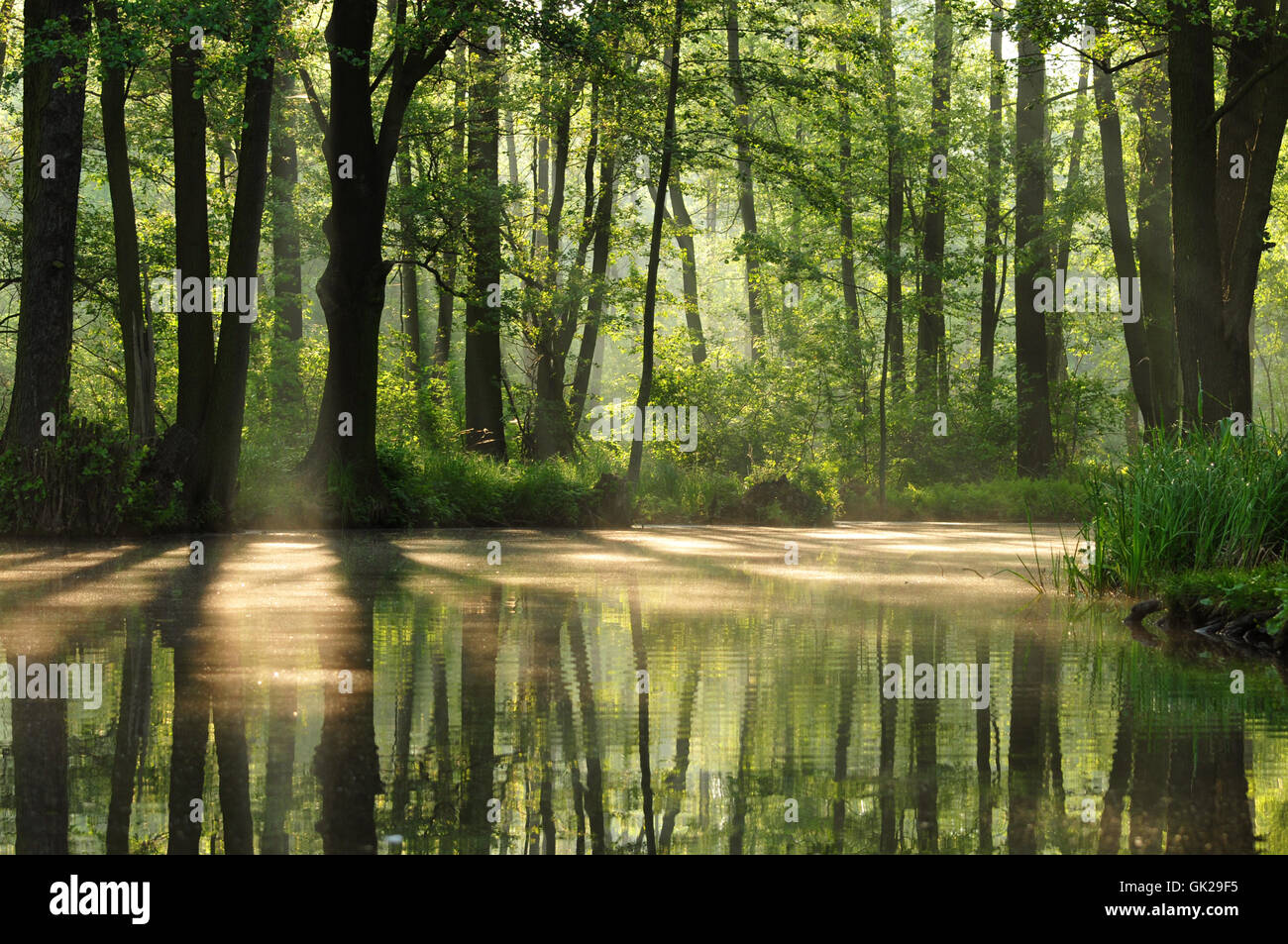 morning in spreewald Stock Photo - Alamy