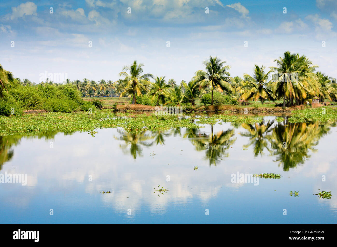 tree reflection palm Stock Photo - Alamy