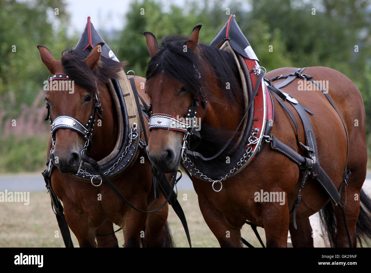 Ardenner hi-res stock photography and images - Alamy