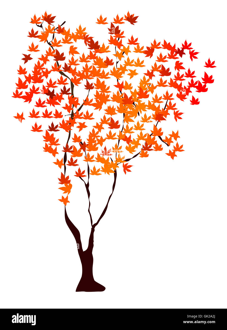 tree maple fall Stock Photo - Alamy