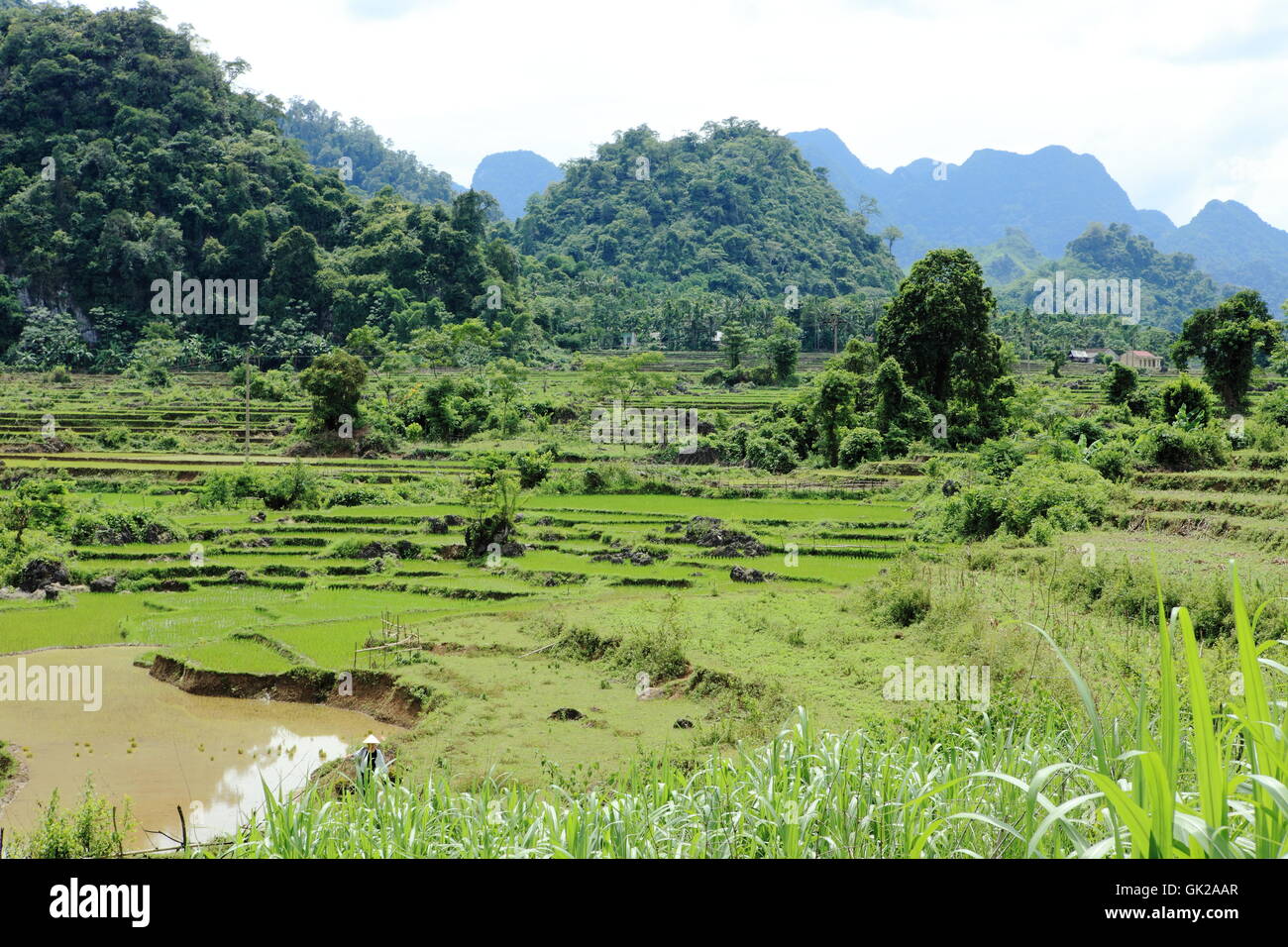 Water wheel rice field rice hi-res stock photography and images - Alamy