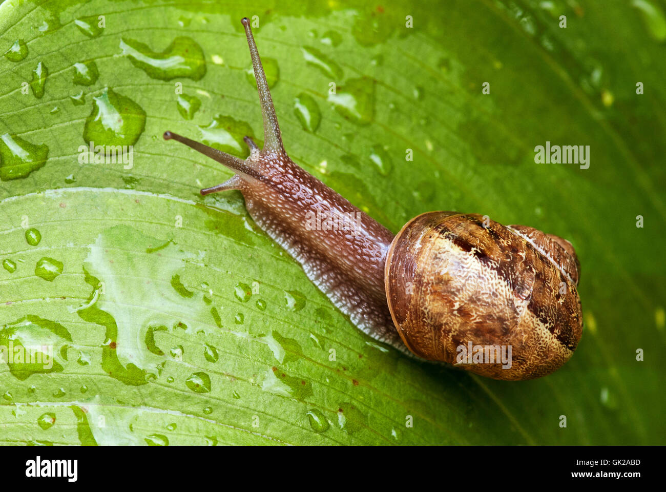 Conch eye close up hi-res stock photography and images - Alamy