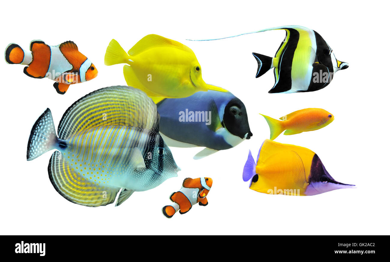 Tropical aquarium colorful fish Cut Out Stock Images & Pictures - Alamy