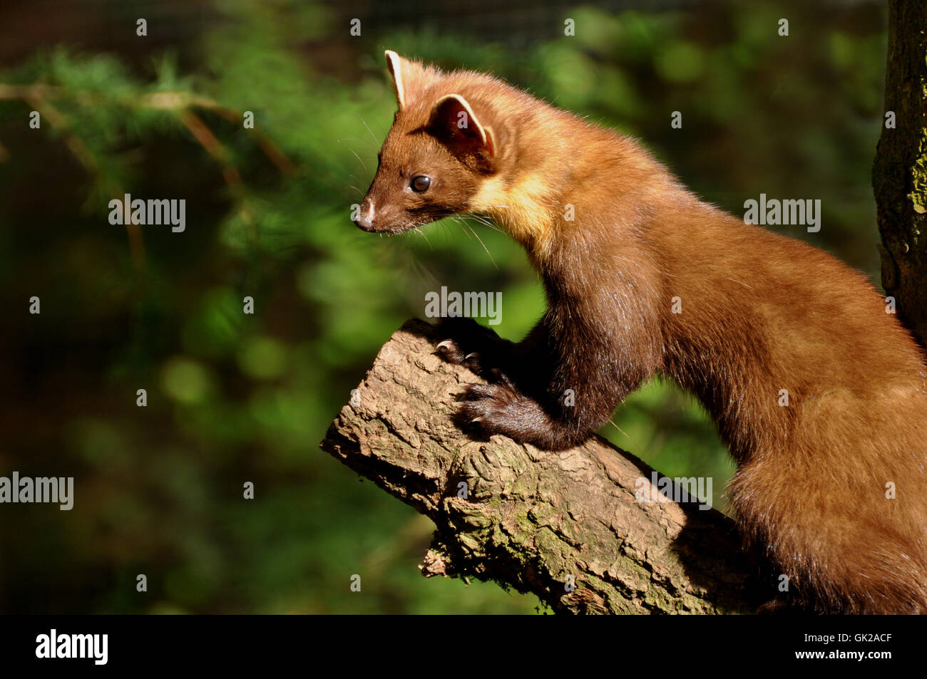 Car marten hi-res stock photography and images - Alamy