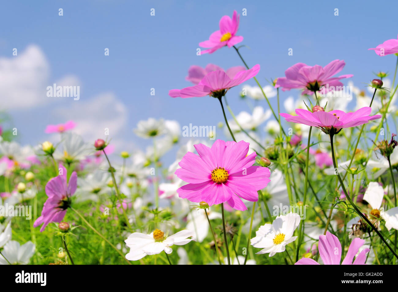 Schmuckkorbchen hi-res stock photography and images - Alamy