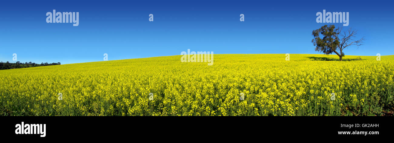 tree australia landscape Stock Photo - Alamy