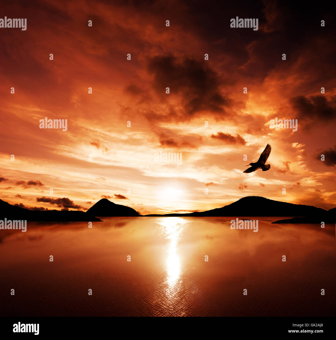 animal bird sunset Stock Photo - Alamy