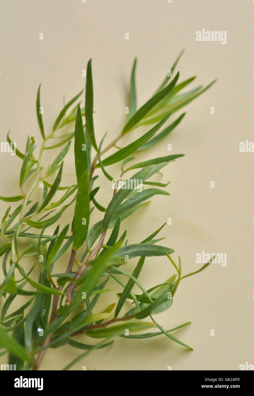 Tarragon growing hi-res stock photography and images - Alamy