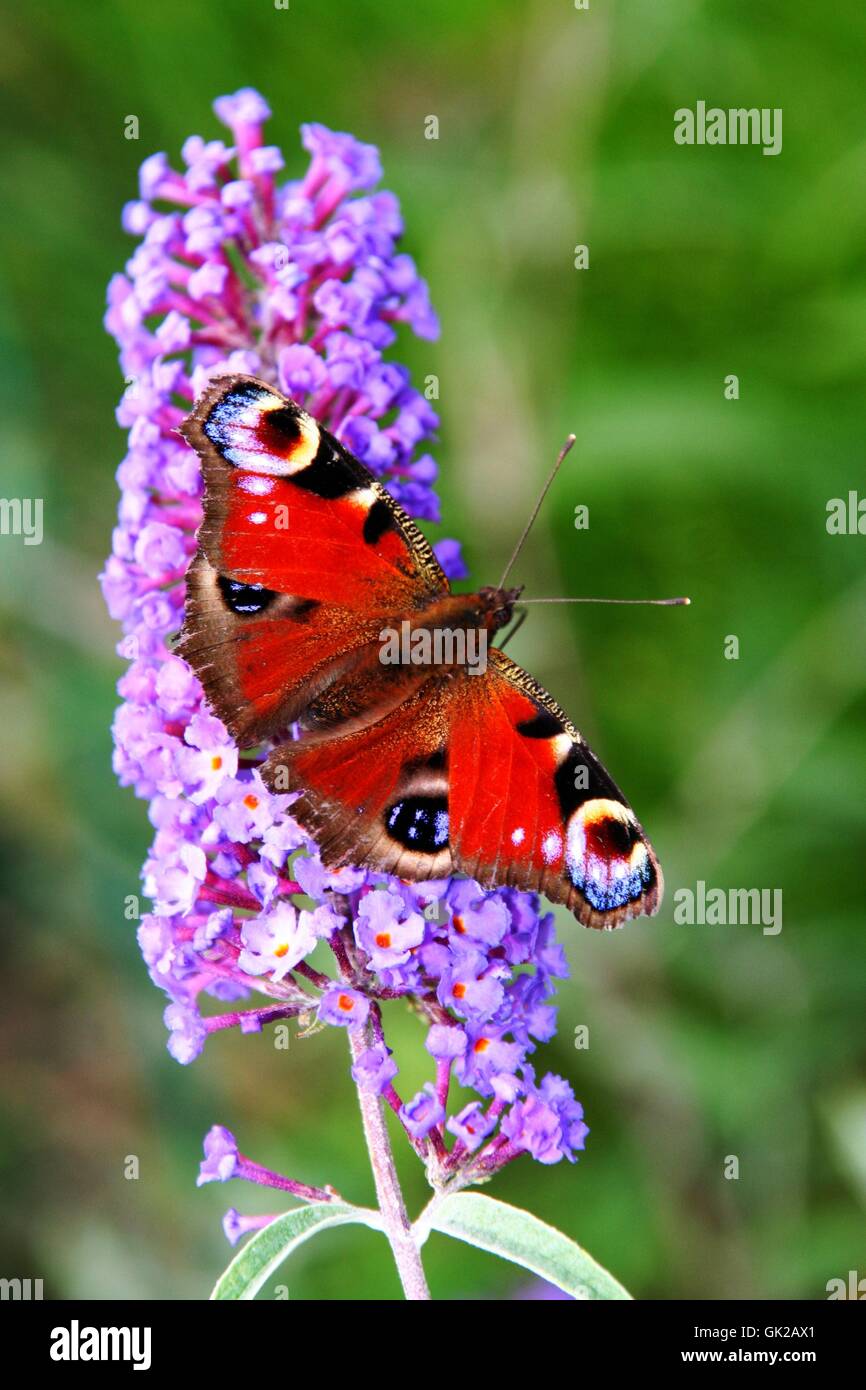 butterfly shine shines Stock Photo - Alamy