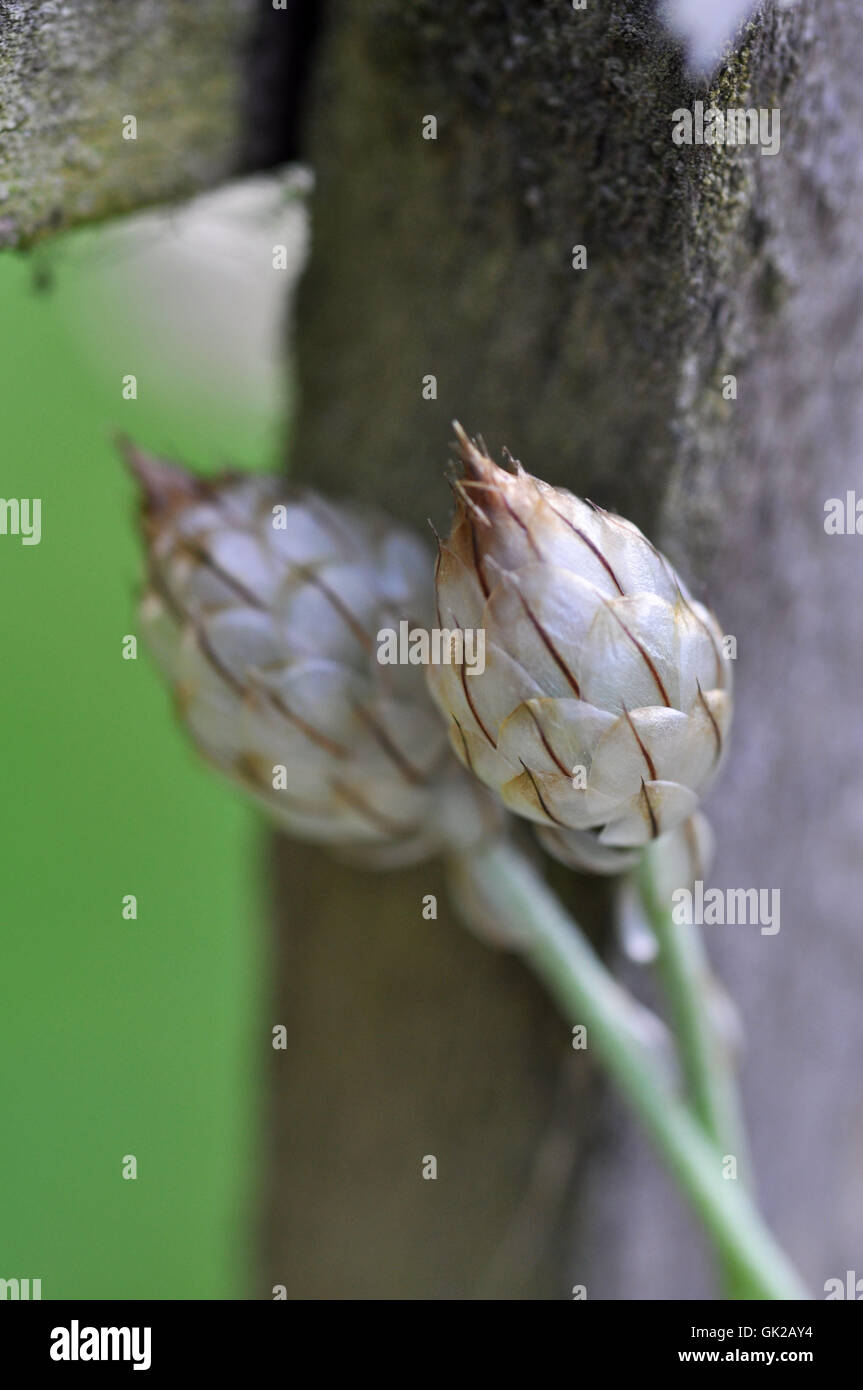 Catananche caerulea alba hi-res stock photography and images - Alamy