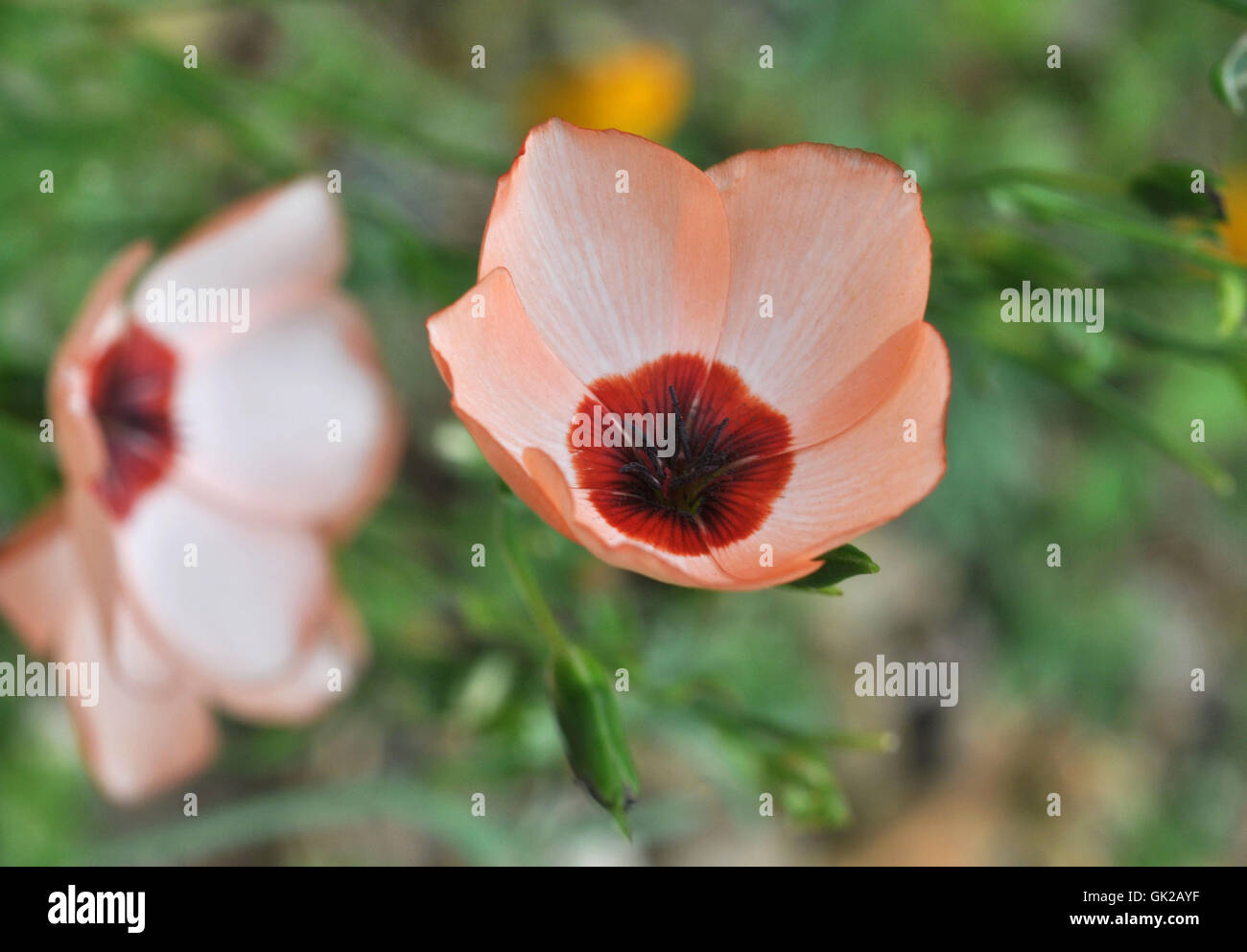 Inum grandiflorum hi-res stock photography and images - Alamy