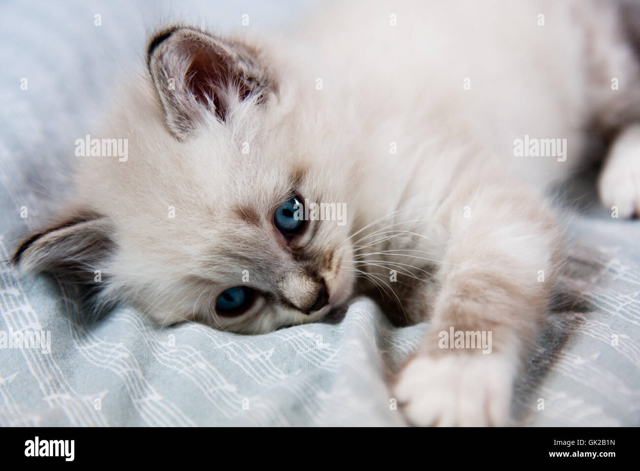 blue pet playful Stock Photo - Alamy
