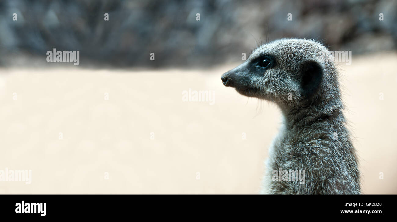 animal lateral sight Stock Photo - Alamy