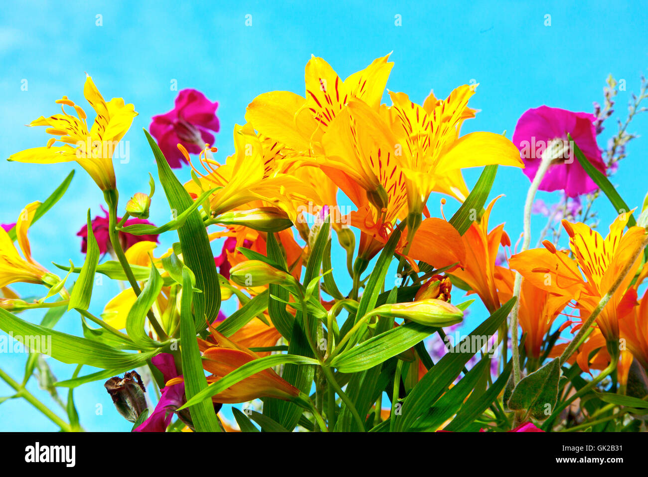 Exciting flowers hi-res stock photography and images - Alamy
