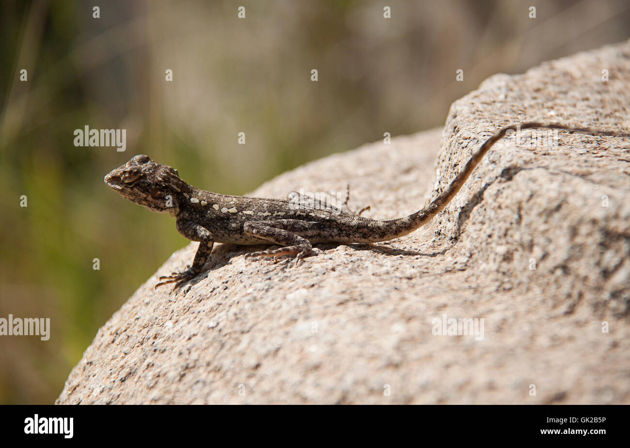 A lizard on a rock Stock Photo - Alamy