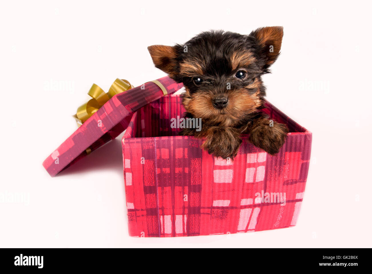gift puppy box Stock Photo - Alamy