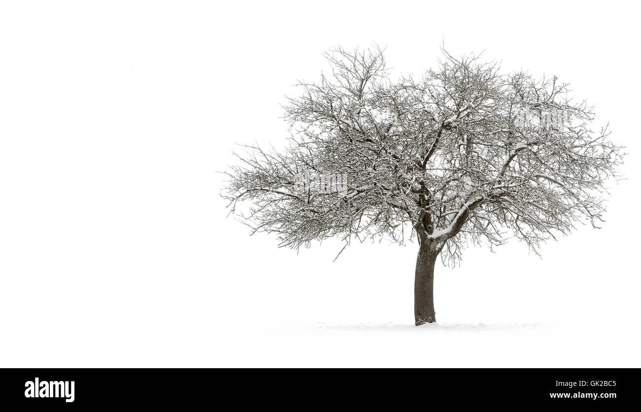 tree winter blank Stock Photo - Alamy