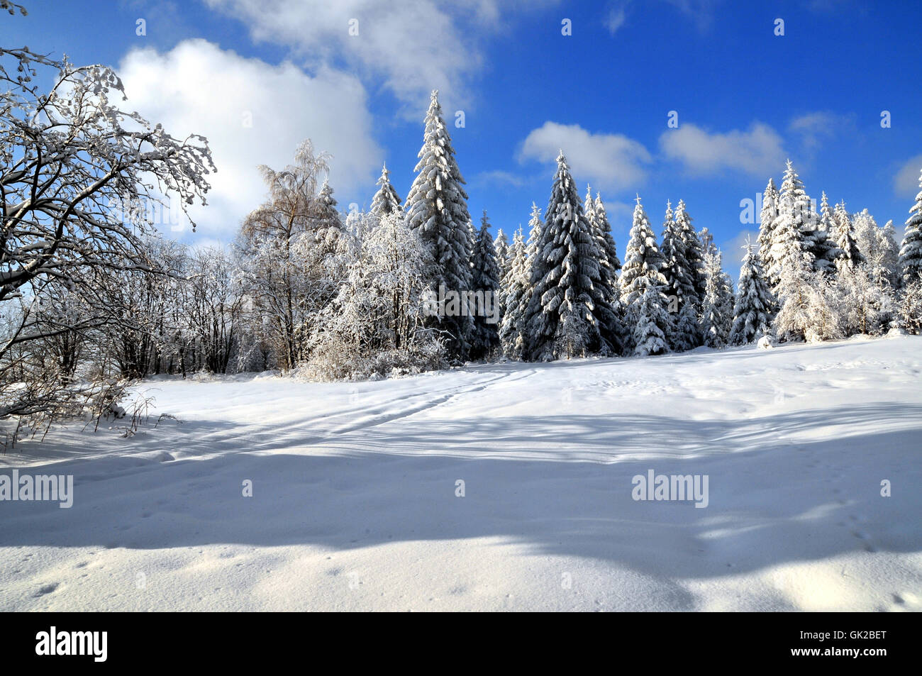 fir tree firs scenery Stock Photo - Alamy