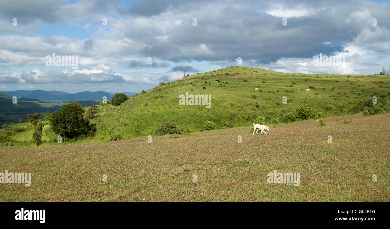 Wandering of a dog hi-res stock photography and images - Alamy
