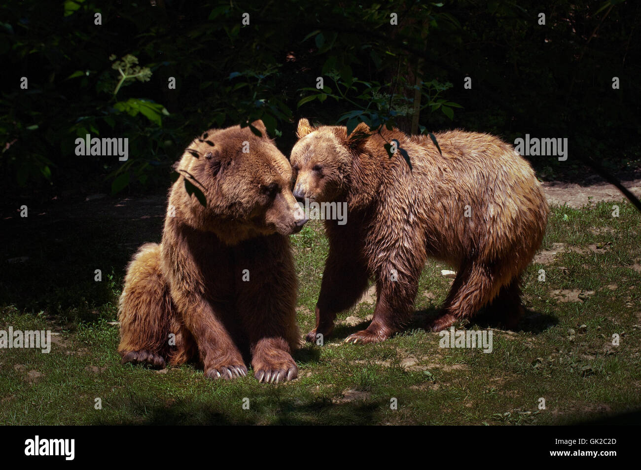 Alaska bear skin hi-res stock photography and images - Alamy