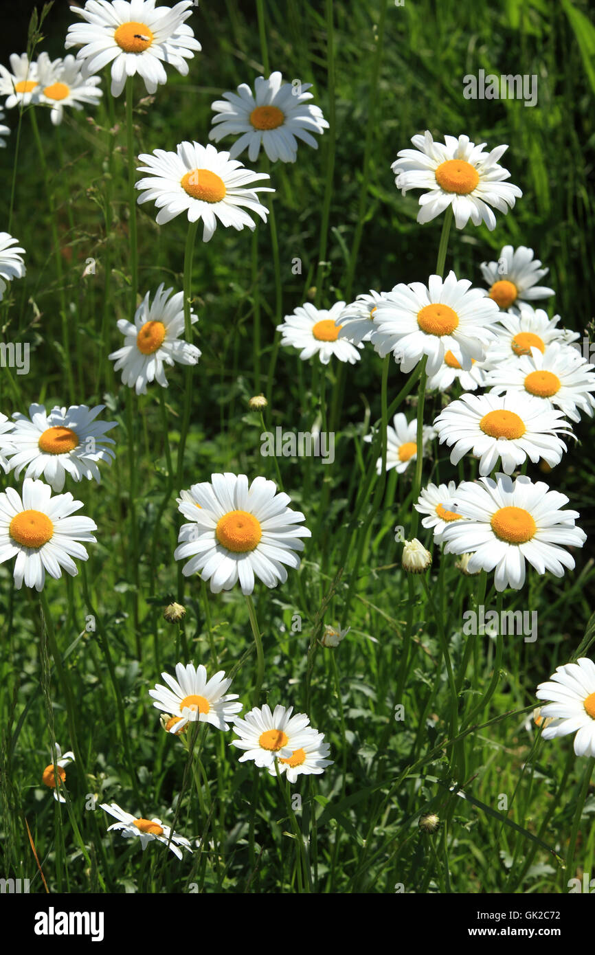 green summer summerly Stock Photo - Alamy