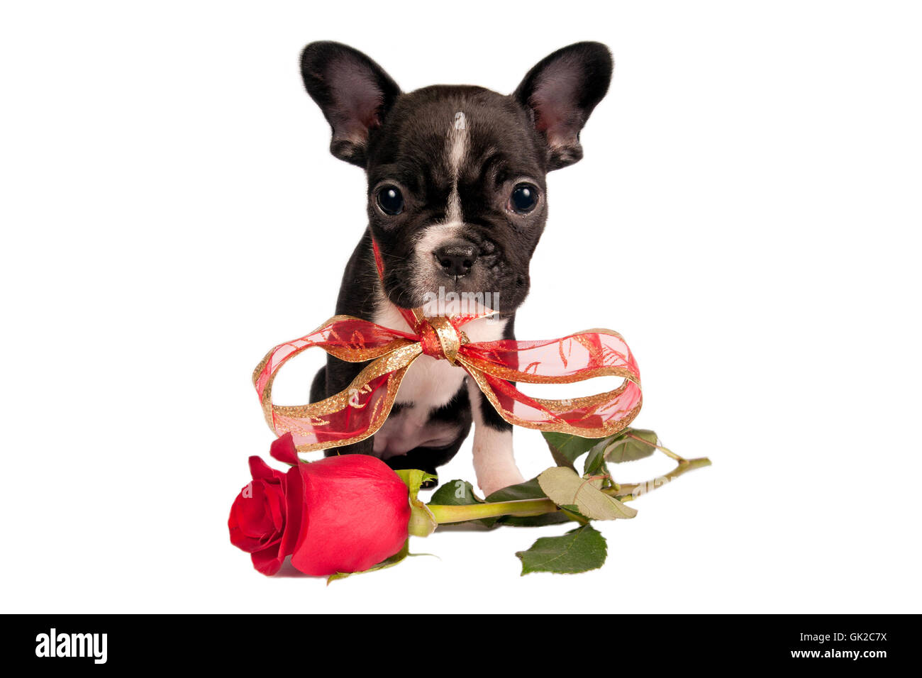 Plant companion Cut Out Stock Images & Pictures - Alamy