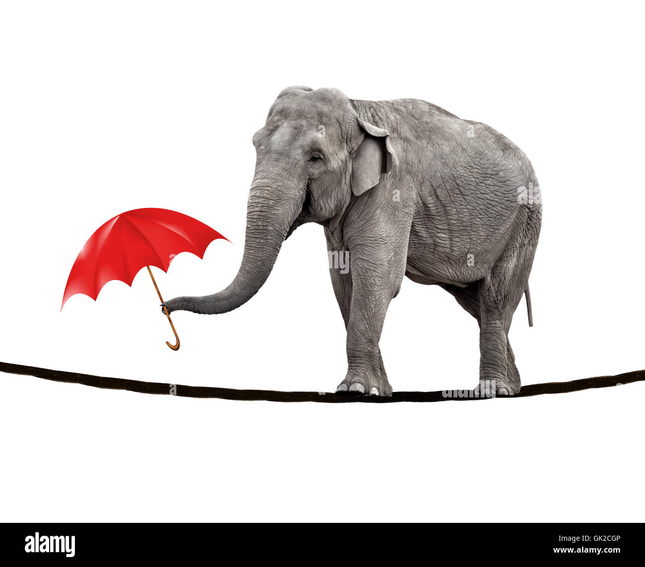 Performing wildlife Cut Out Stock Images & Pictures - Alamy