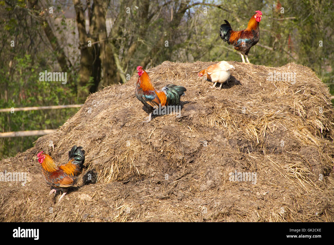 farm dunghill chicken Stock Photo - Alamy