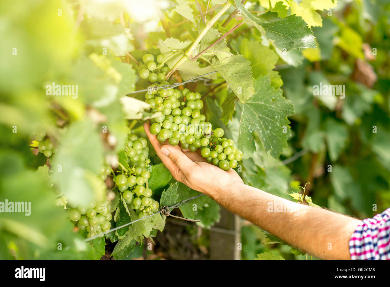 Taking care for the grape harvest Stock Photo - Alamy