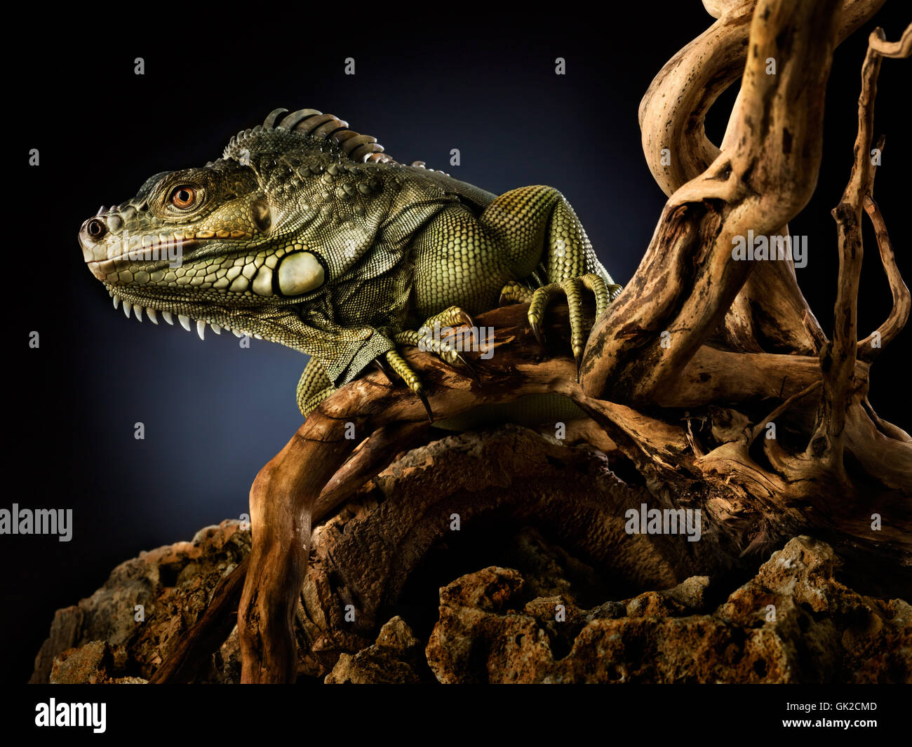 animal wild lizard Stock Photo - Alamy