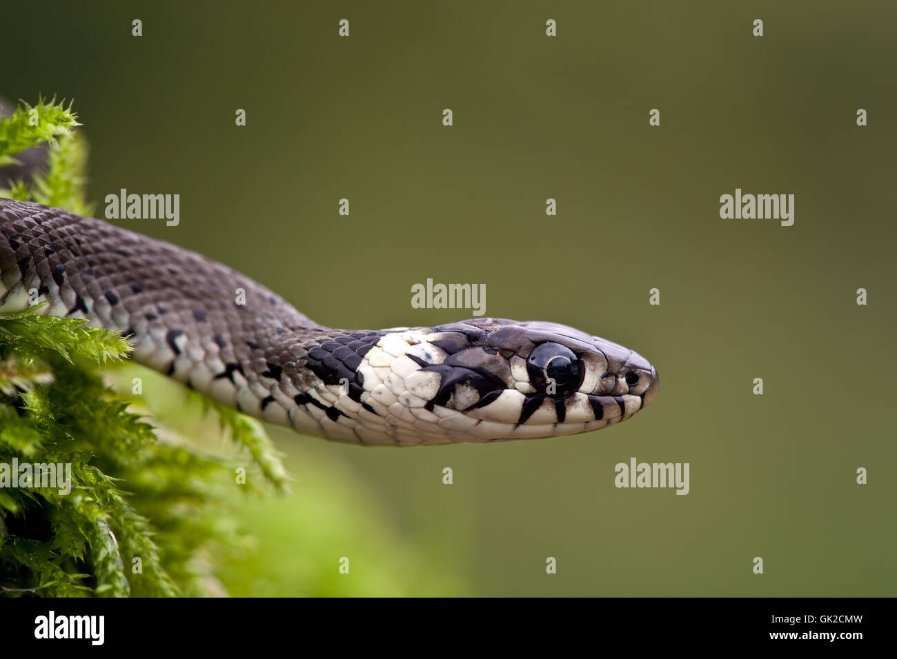 snake reptiles vipers Stock Photo - Alamy