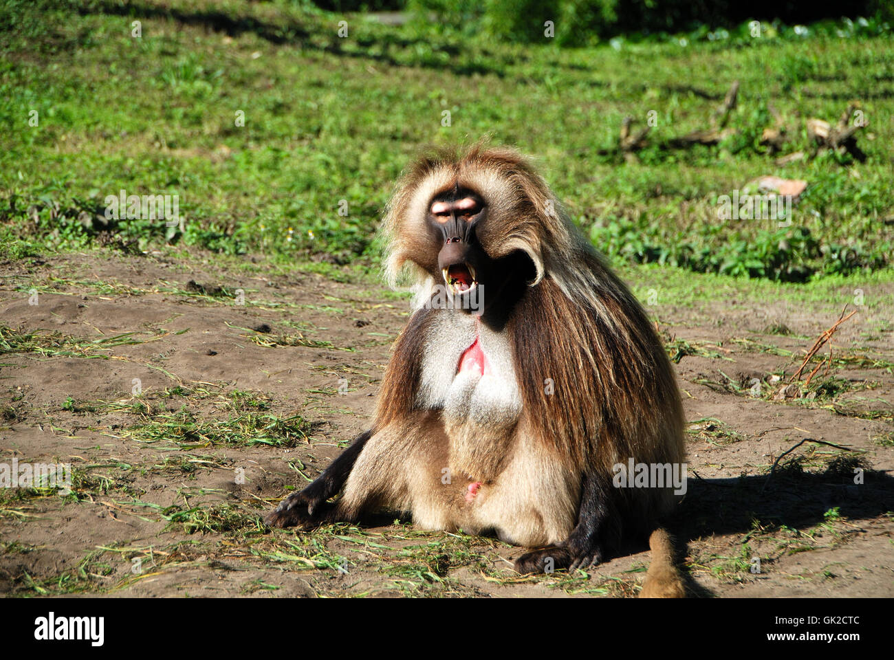 animal monkey nature Stock Photo - Alamy