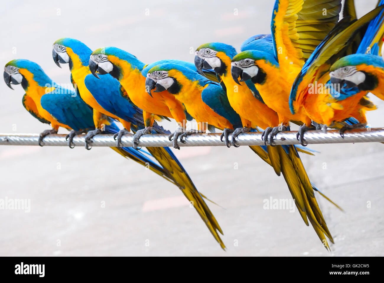 Row of birds hi-res stock photography and images - Alamy