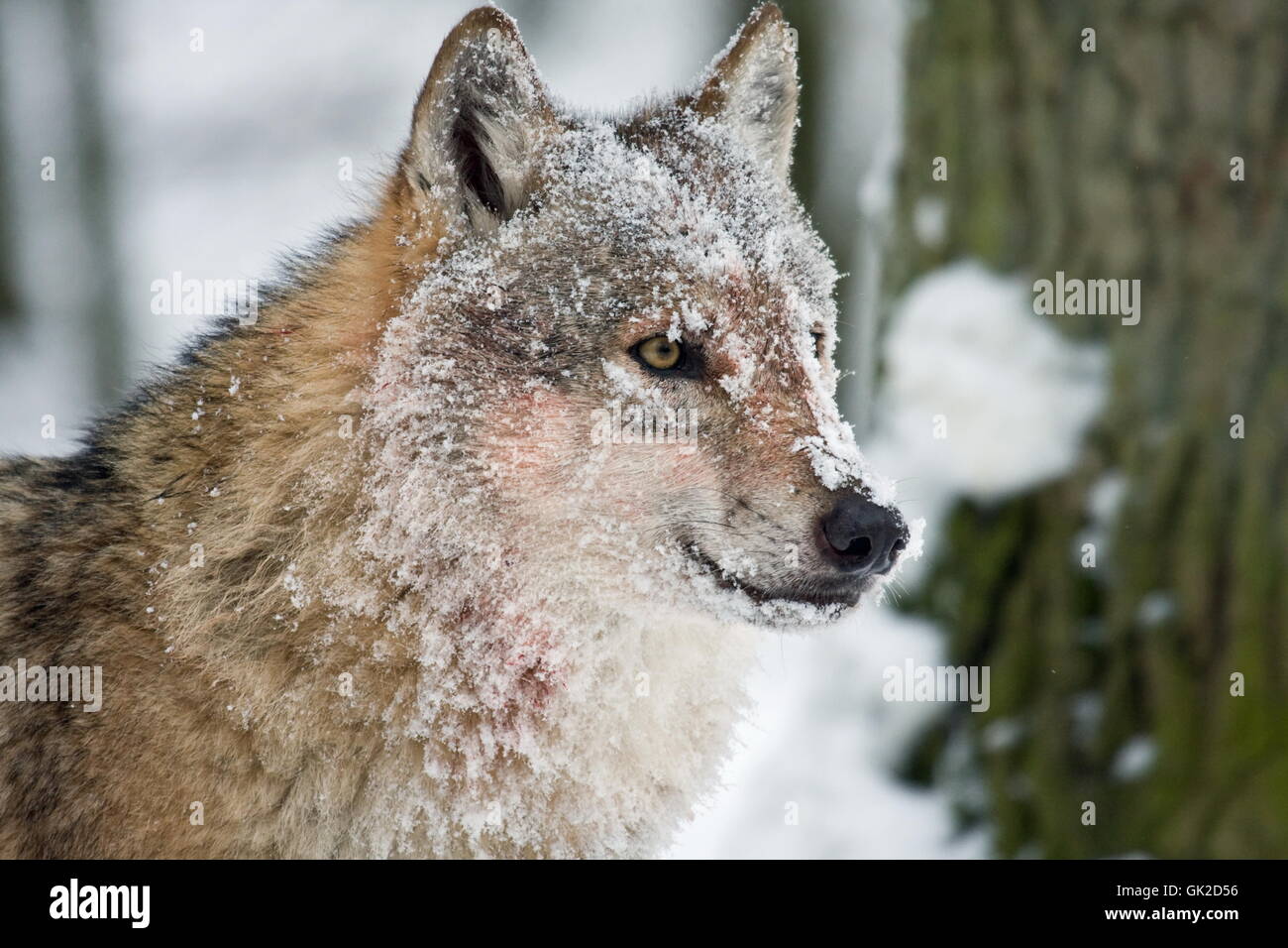 Wolf portrait wolf hi-res stock photography and images - Alamy