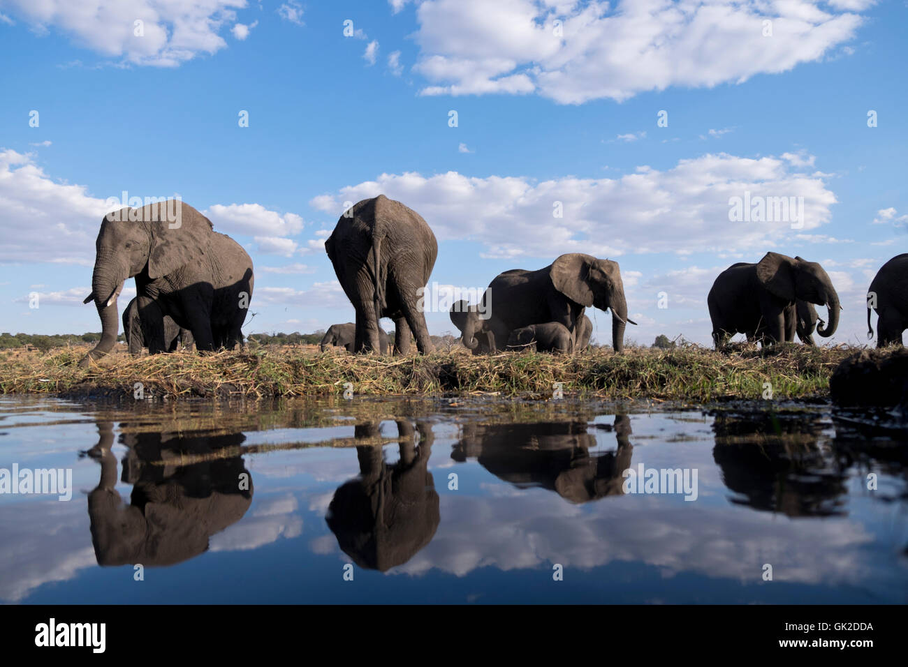Botswana impalila island elephant hi-res stock photography and images ...