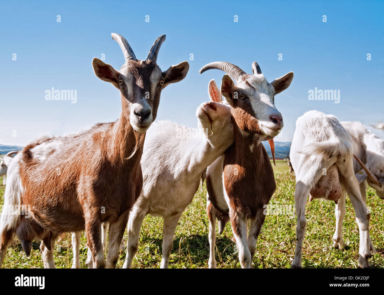 animal goat farm Stock Photo - Alamy
