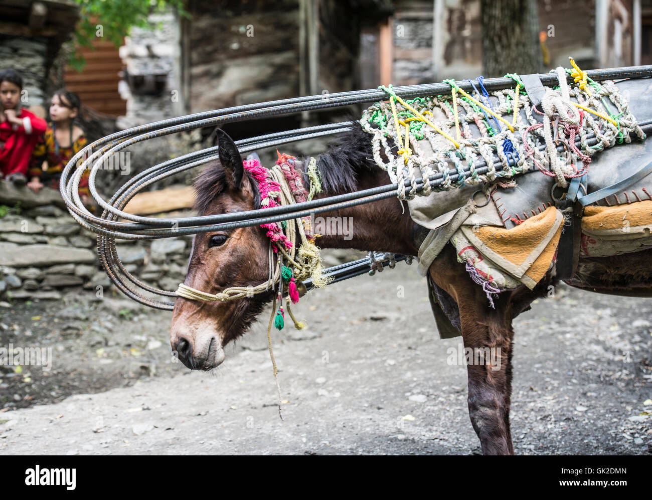 Mule carrying a load of rebar also known as reinforcing steel ...