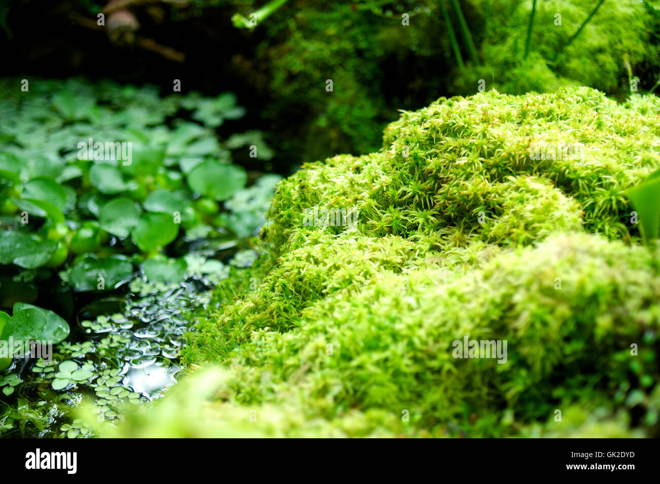 Small pond with moss and plants designed Stock Photo - Alamy