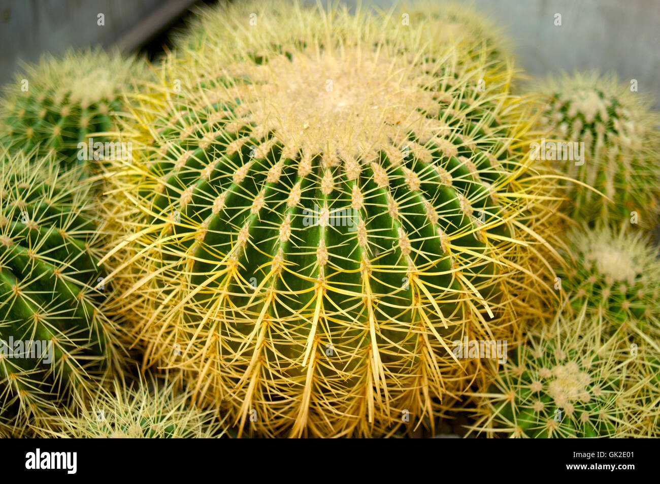 Big cactus in pot hi-res stock photography and images - Alamy