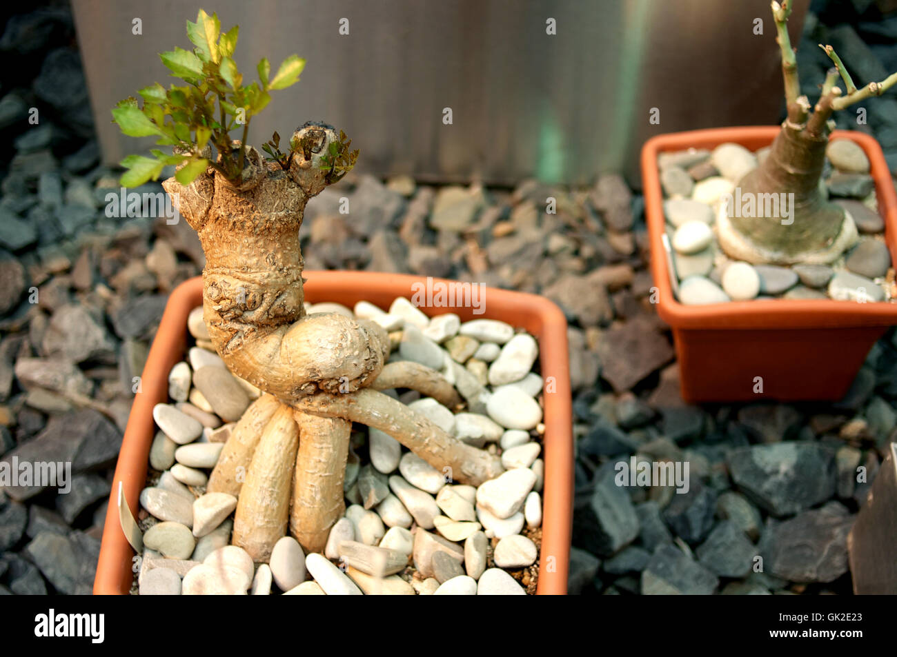 Small root-like plant with green leaves Stock Photo - Alamy
