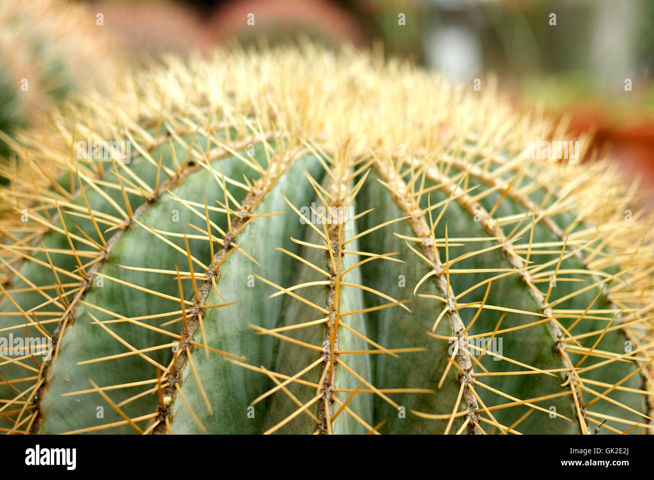 Big round cactus hi-res stock photography and images - Alamy