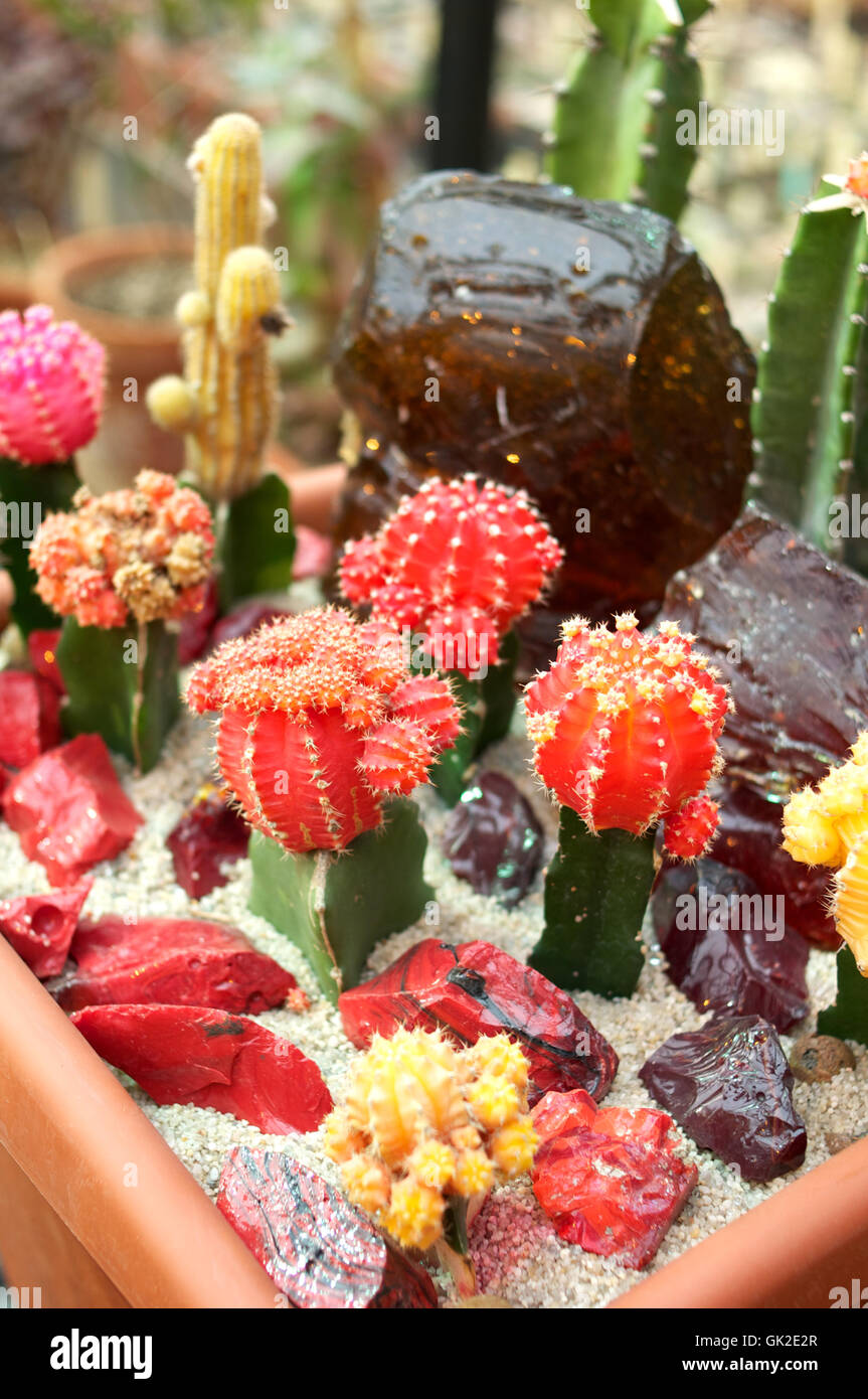 Various colorful cacti in one big pot Stock Photo - Alamy