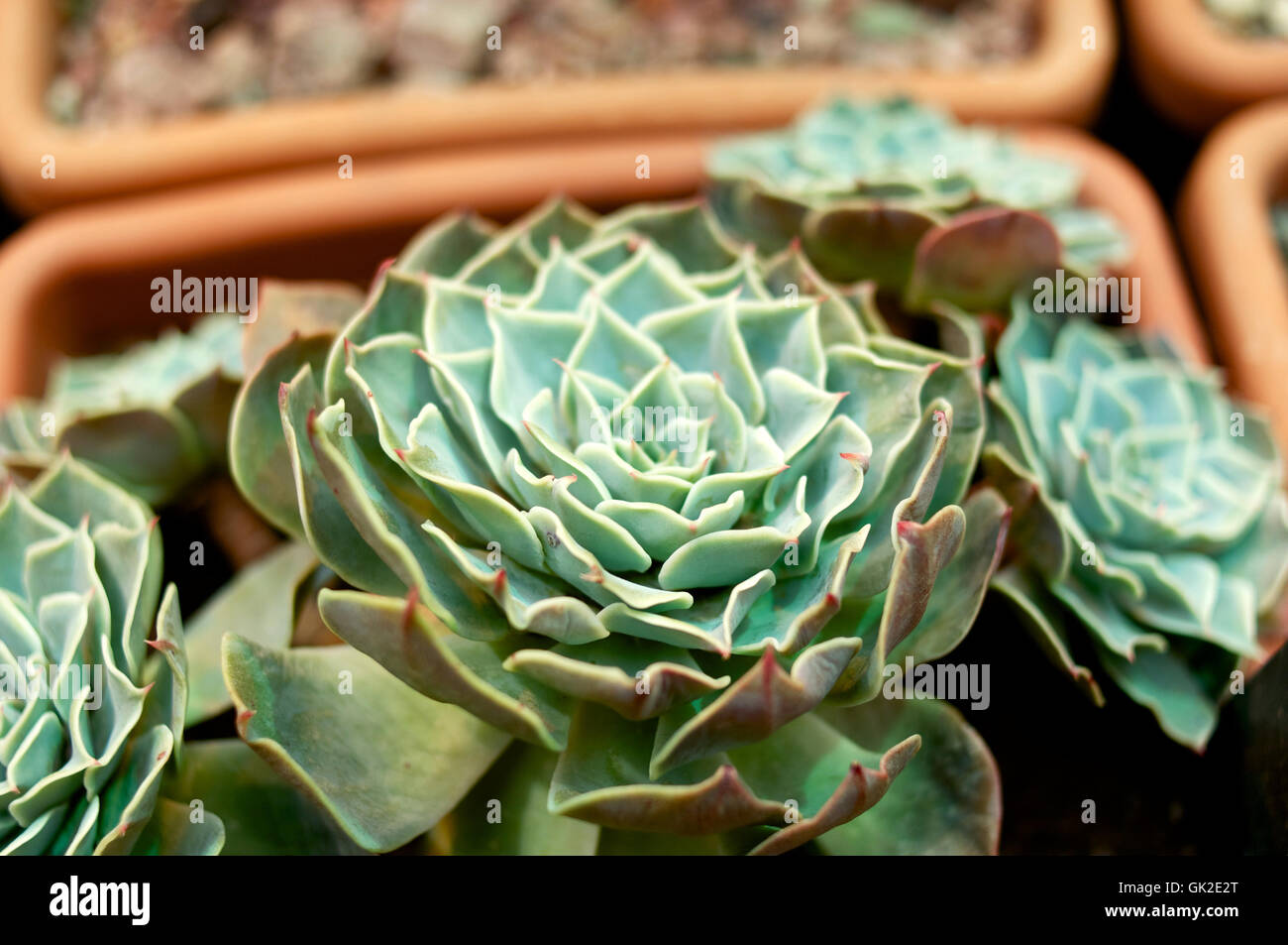 Small cactus like cabbage close up Stock Photo - Alamy