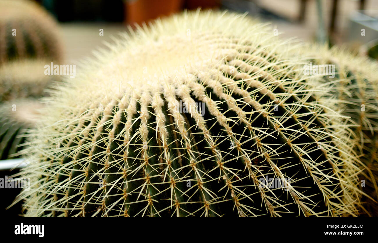 Big round cactus hi-res stock photography and images - Alamy