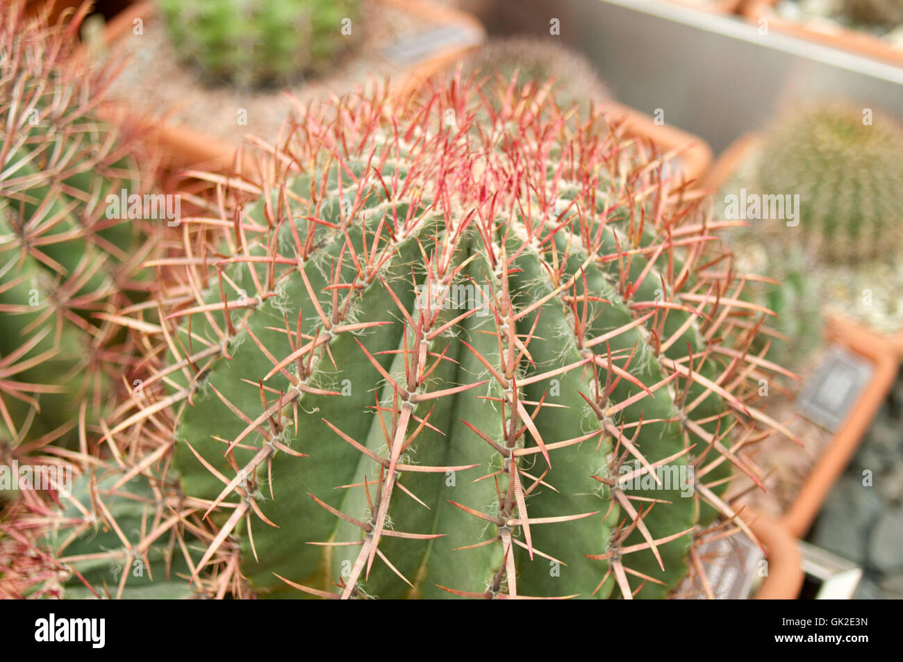 Big round cactus hi-res stock photography and images - Alamy