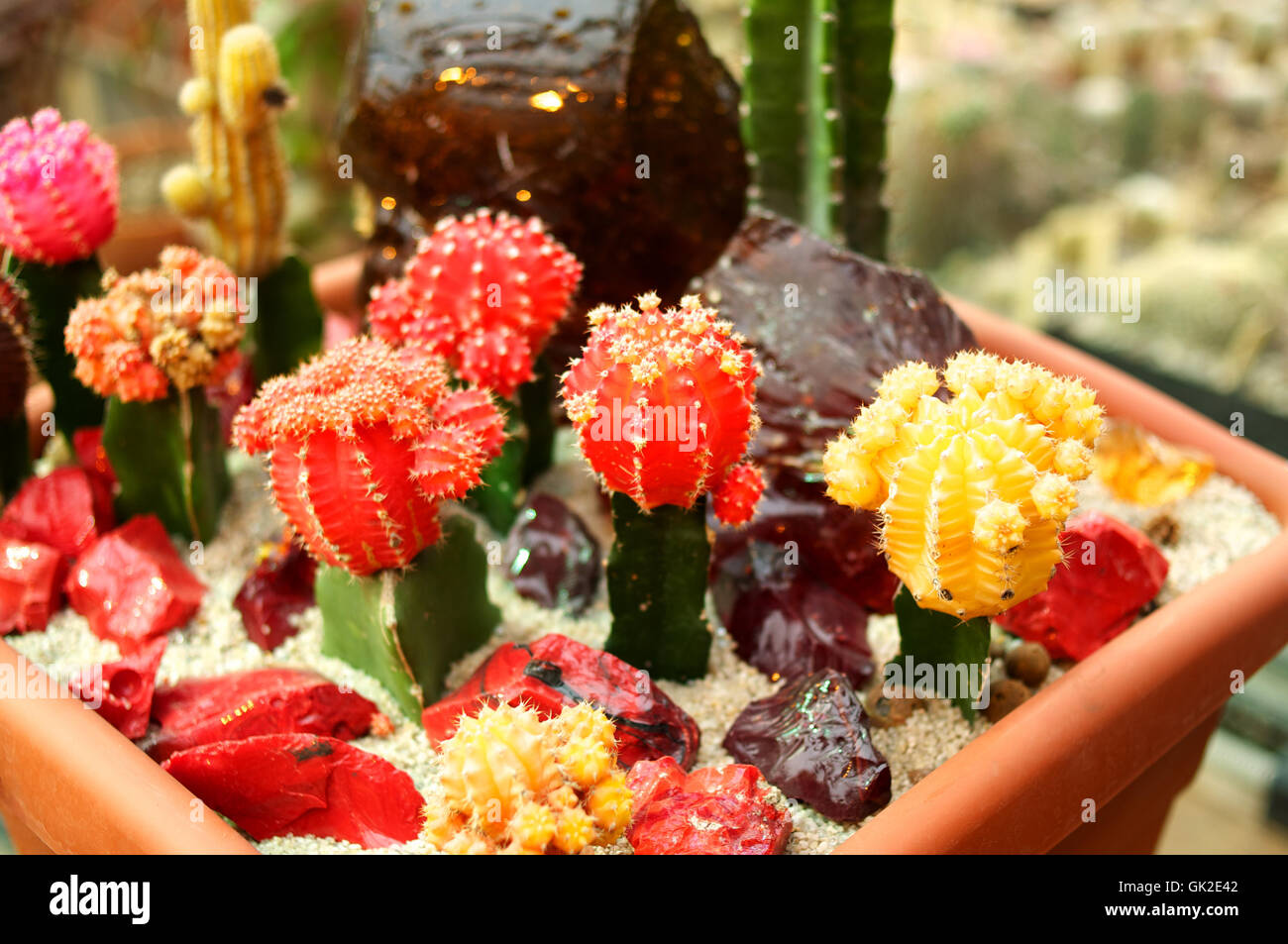 Various colorful cacti in one big pot Stock Photo - Alamy