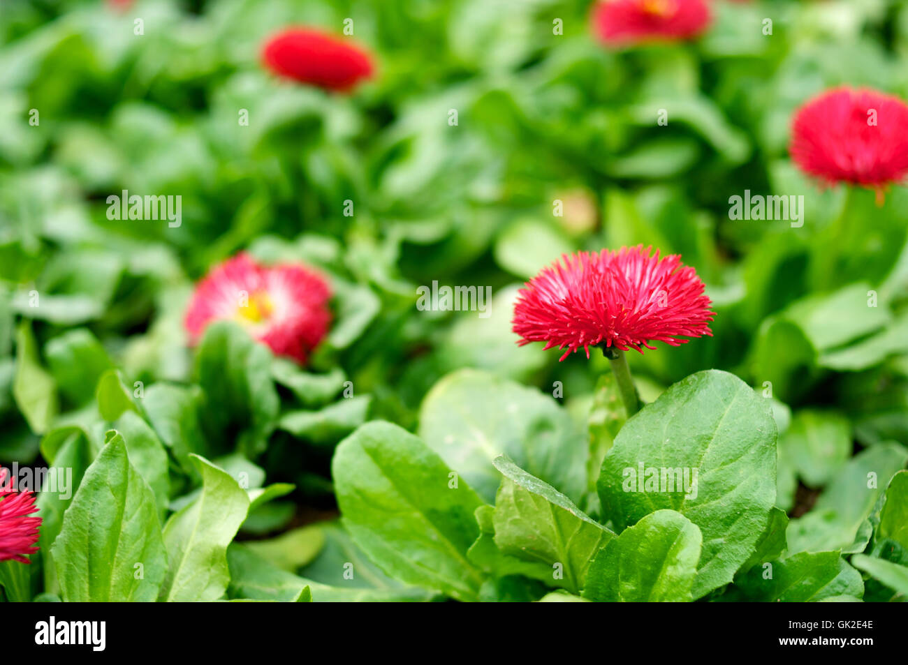 Red daisy with leaves close-up in spring Stock Photo - Alamy