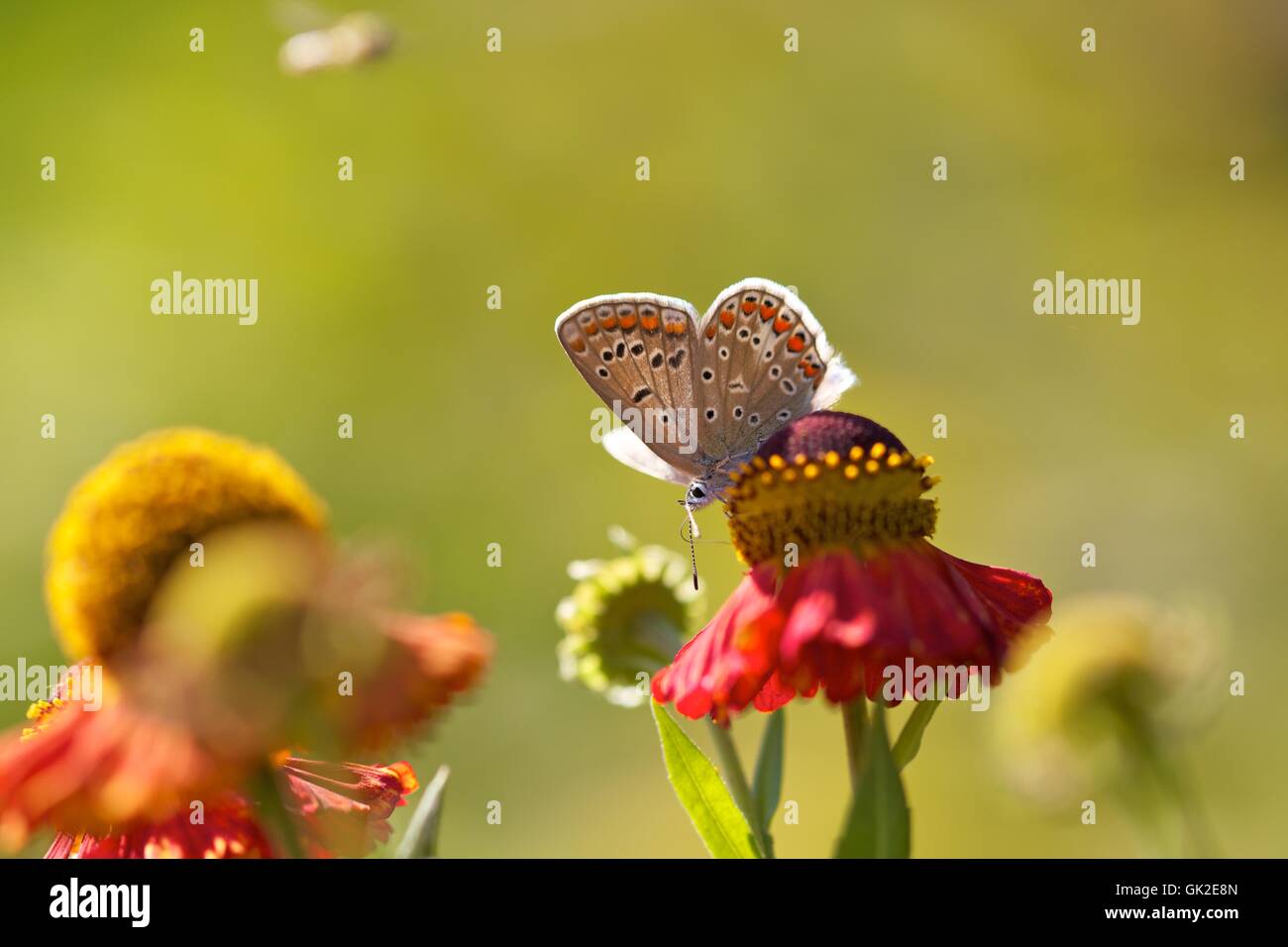 insect butterfly bug Stock Photo - Alamy