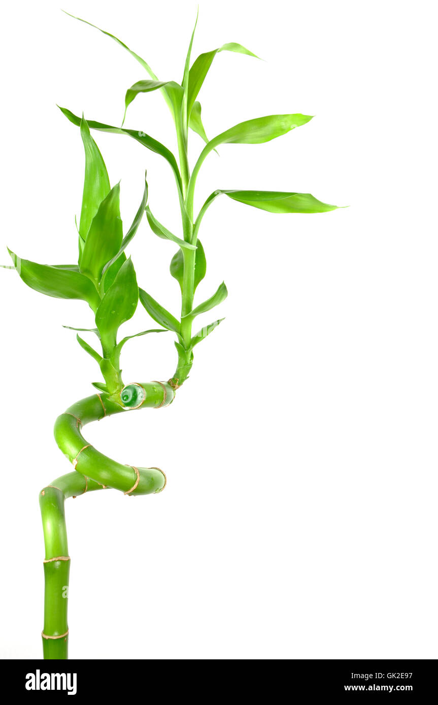 Bamboo leaf Cut Out Stock Images & Pictures - Alamy