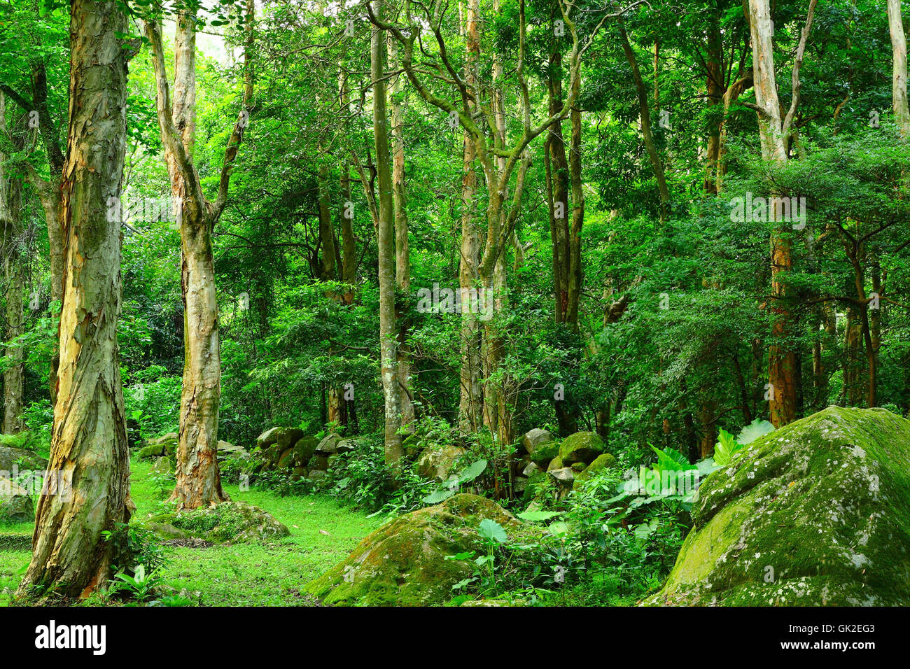Panorama green jungle during tropical hi-res stock photography and ...